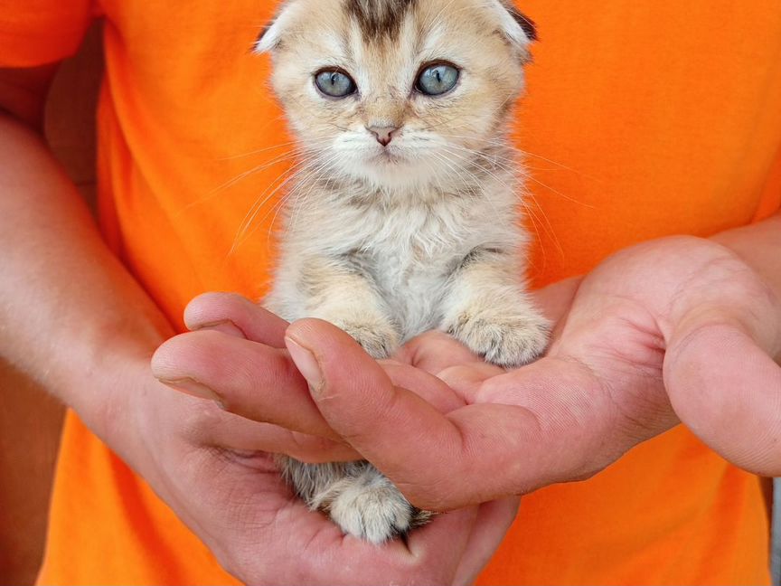 Золотая шиншилла вислоухая