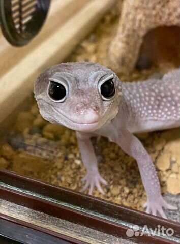 Тигрровый эублефар