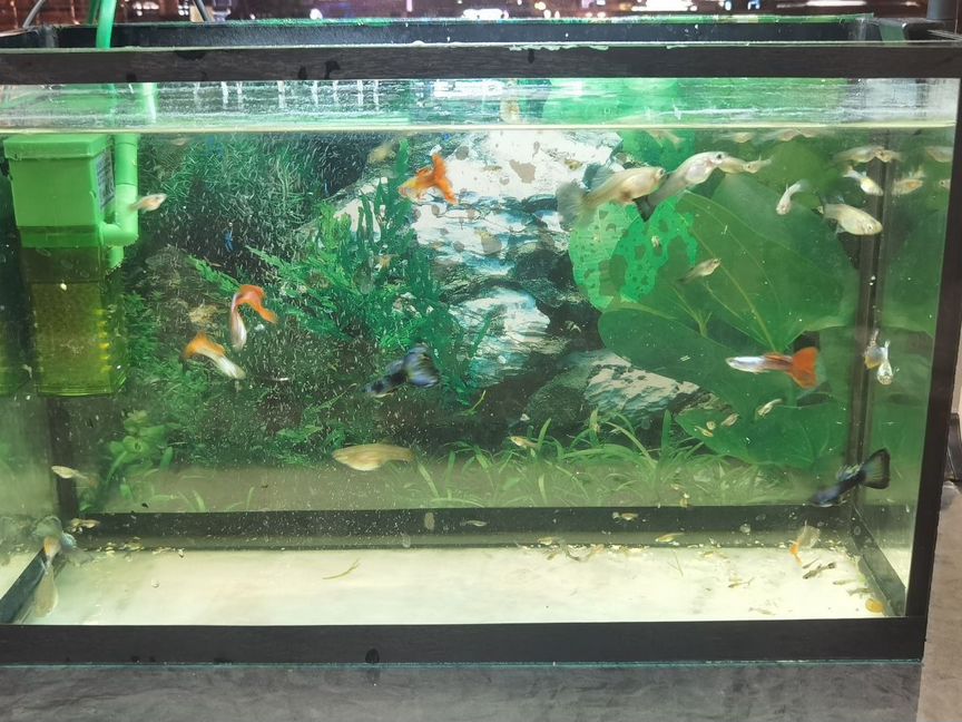 Рыбки гуппи взрослые с мальками 50шт+