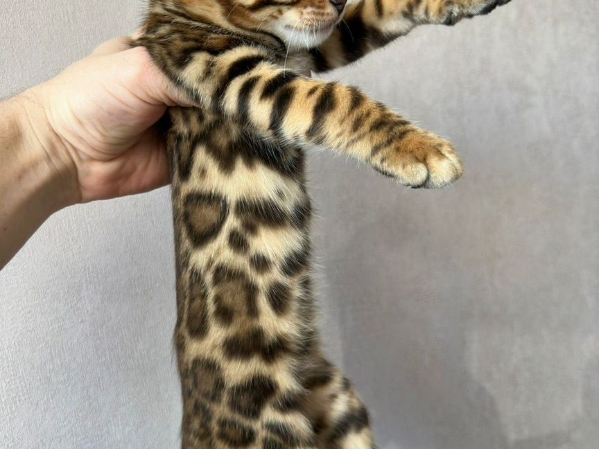 Бенгальская