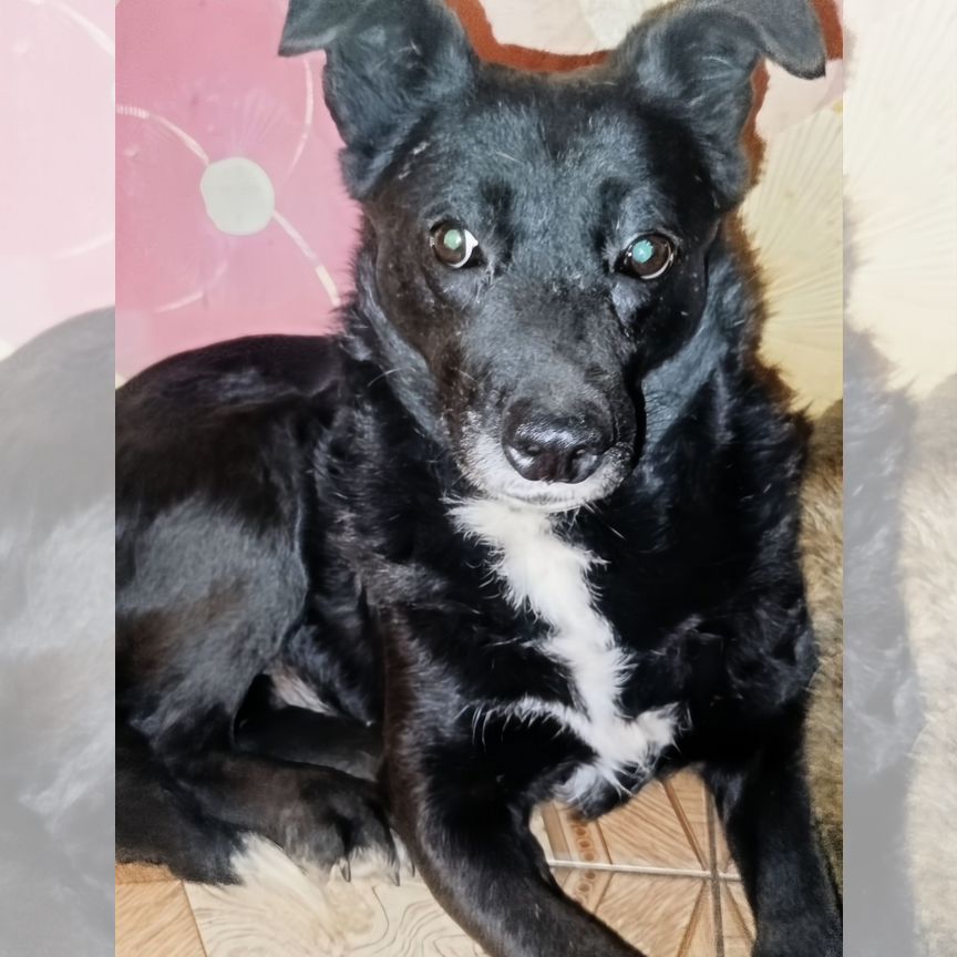 Взрослая собака в добрые руки