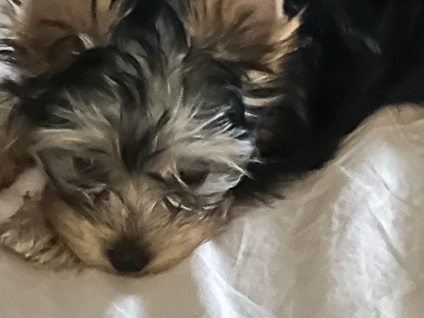 Йоркширский терьер