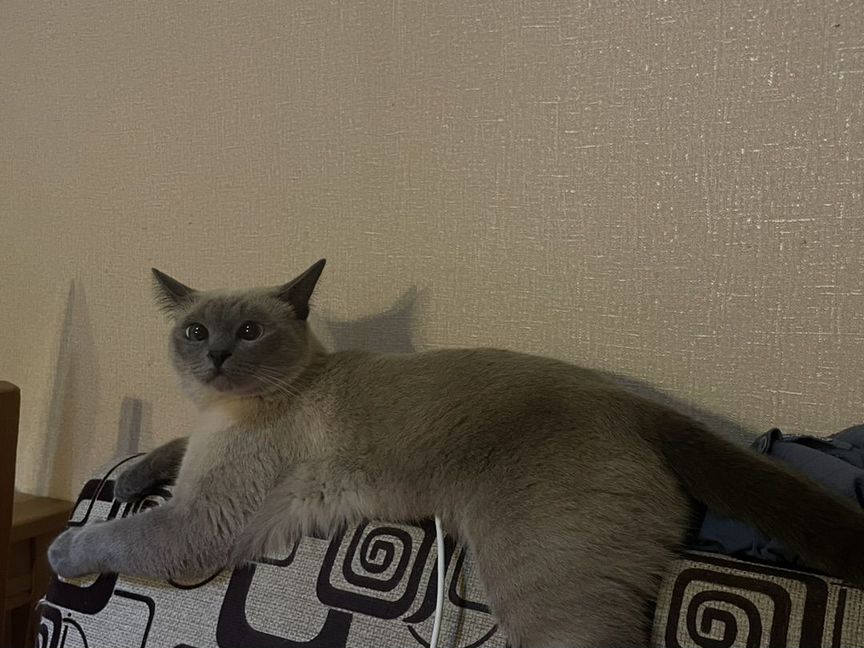 Тайская кошка