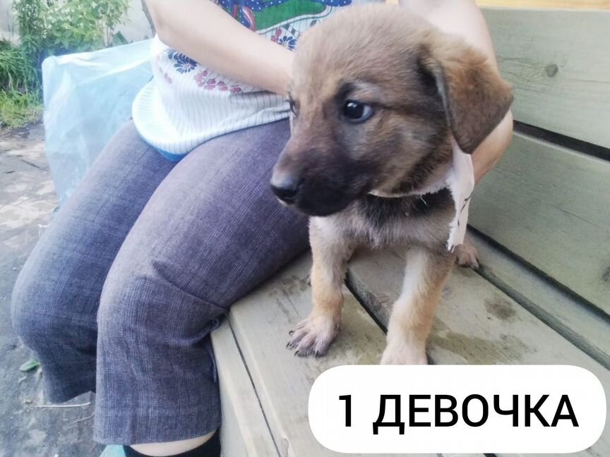 Собака в добрые руки отдам бесплатно