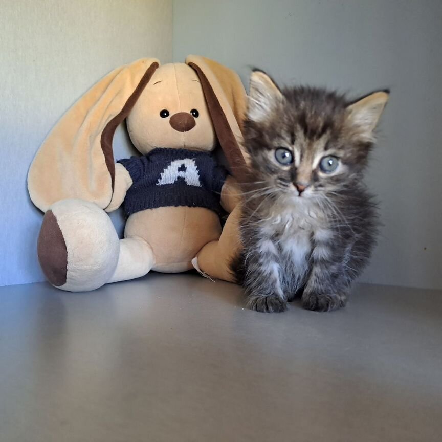 Котенок ищет дом