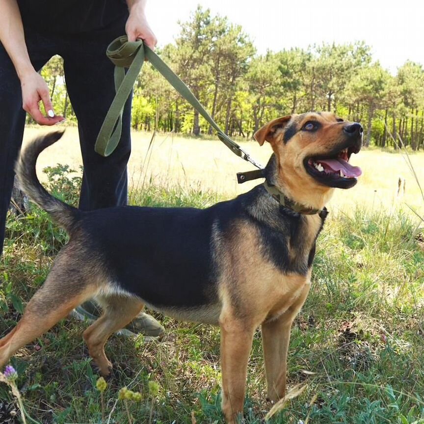 Лучший в мире друг Рута в добрые руки