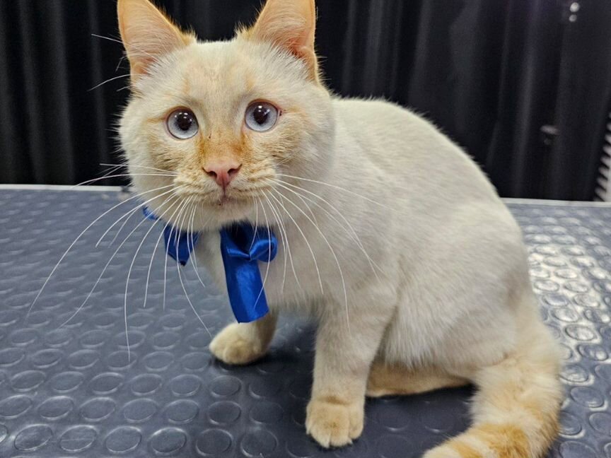 Кошка в дар