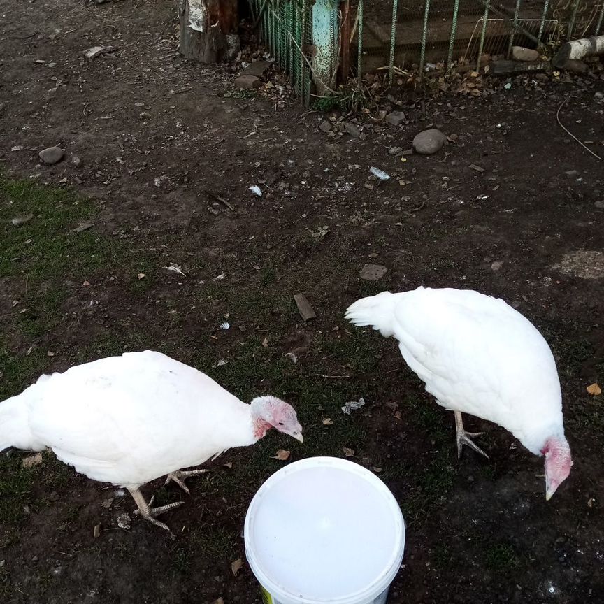 Индюки индюшата