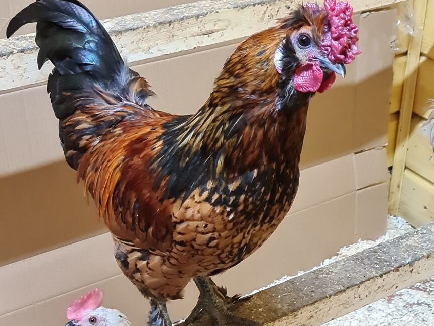 Молодые петухи