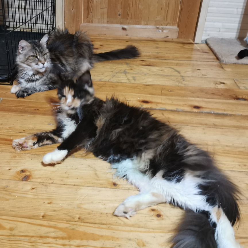 Мейн кун трехцветка