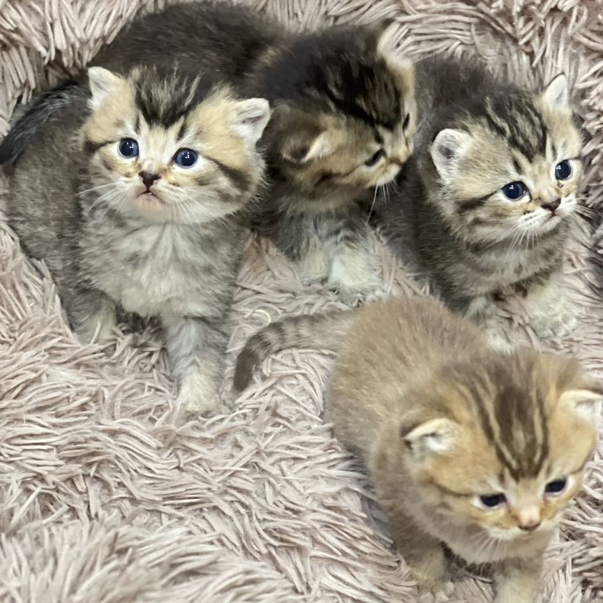 Шотландский вислоухий короткошёрстный котёнок
