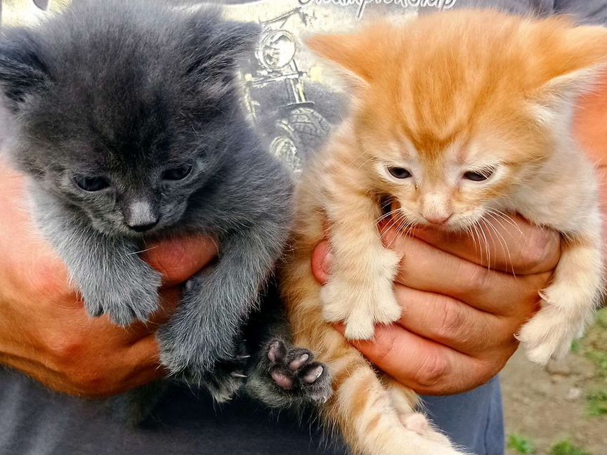 Кошка