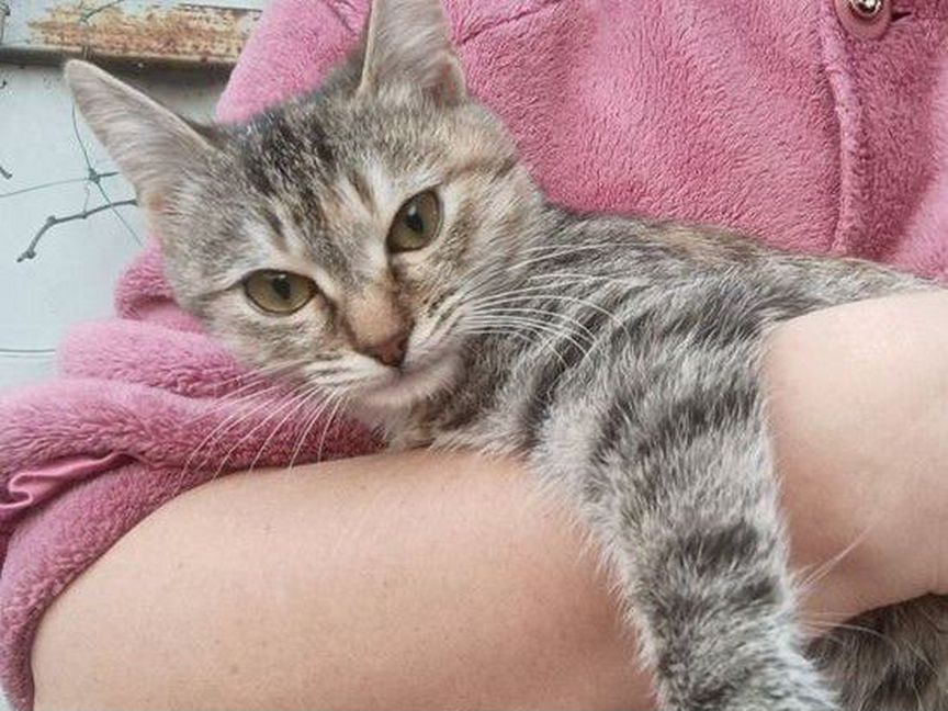 Спасённый котёнок