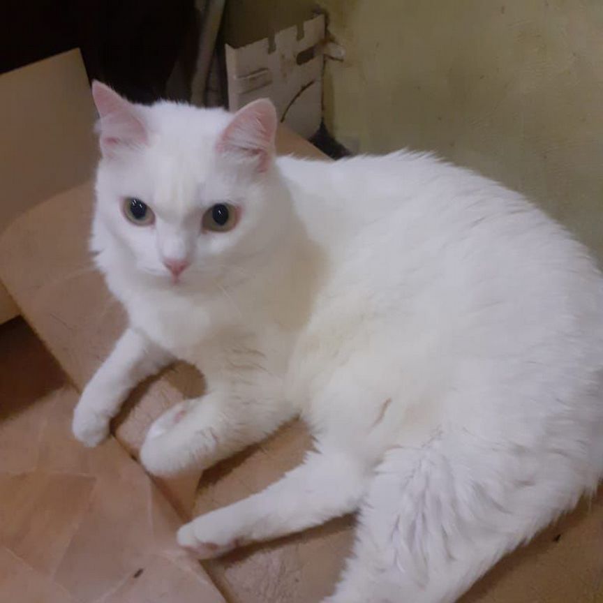 Кошечке оооочень нужен дом