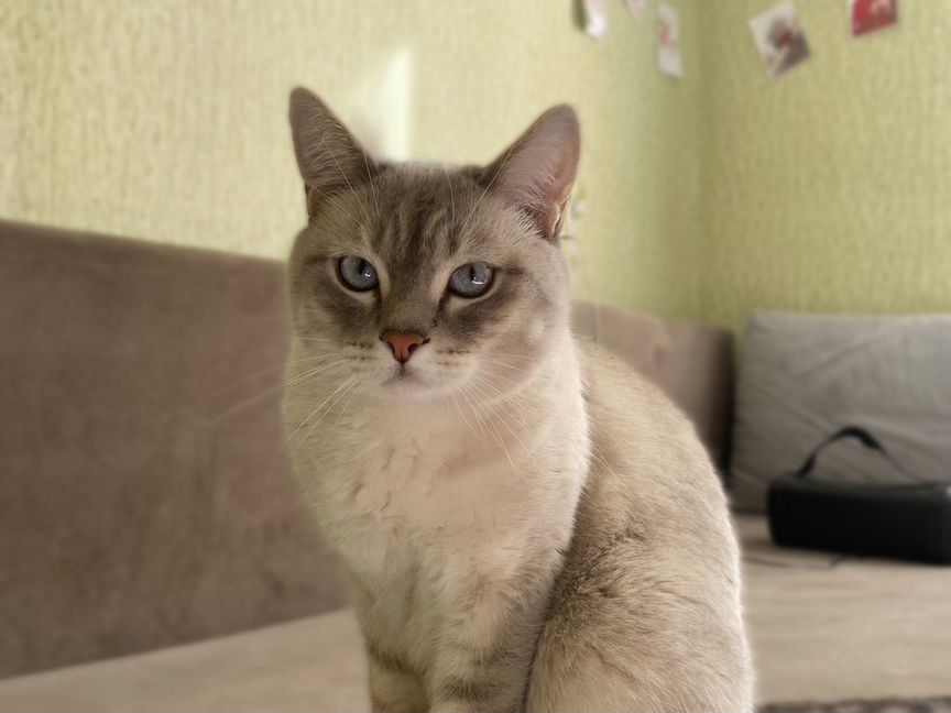 Домашние животные кот
