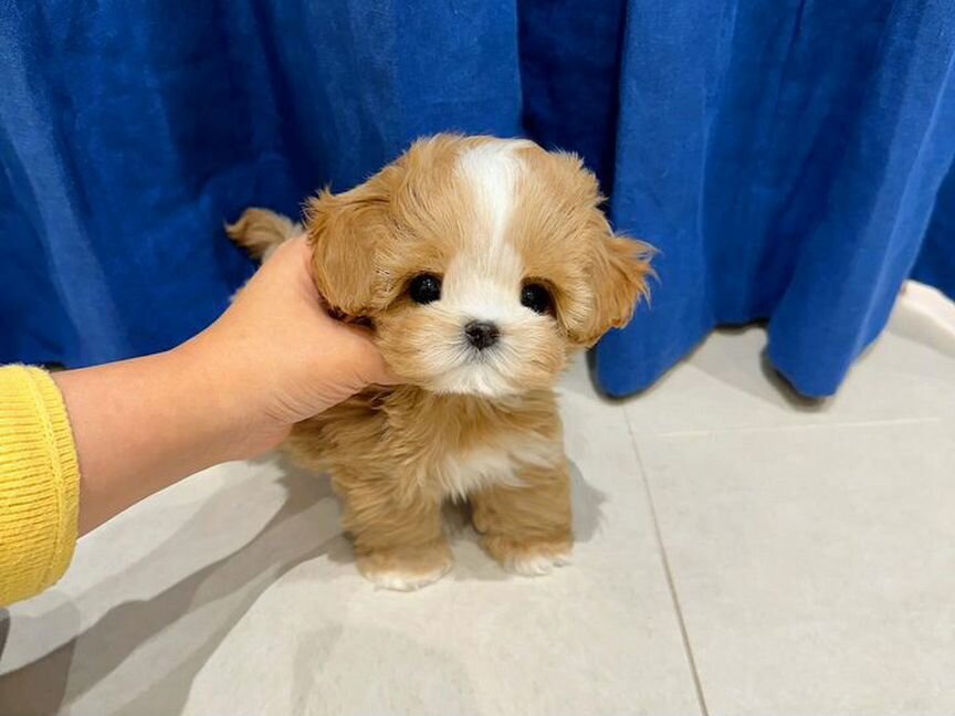 Микро девочка мальтипу