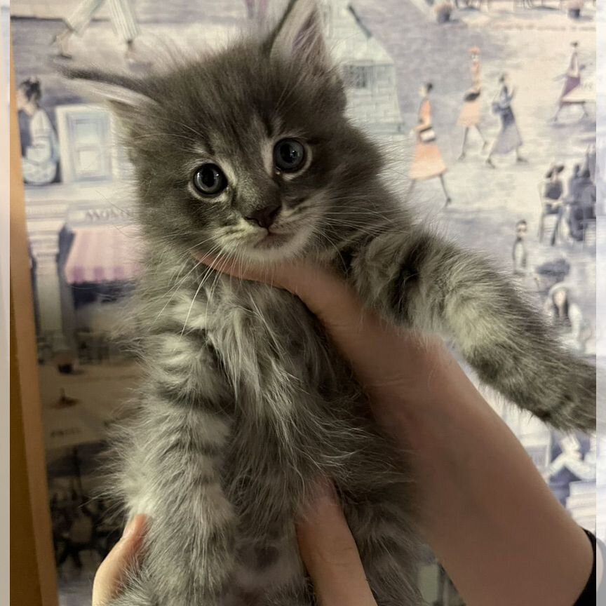 Мейн-кун котёнок