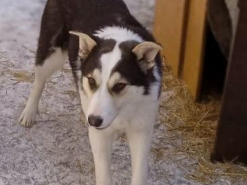 Собака в добрые руки