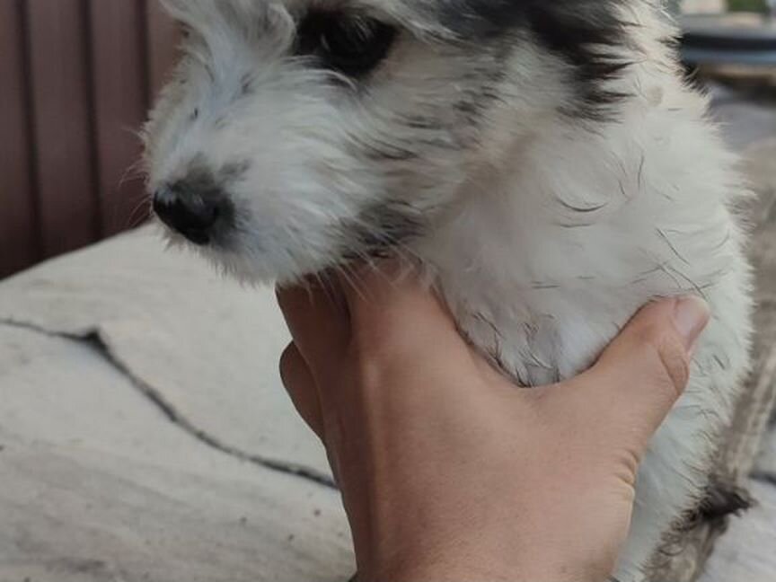 Щенки в добрые руки