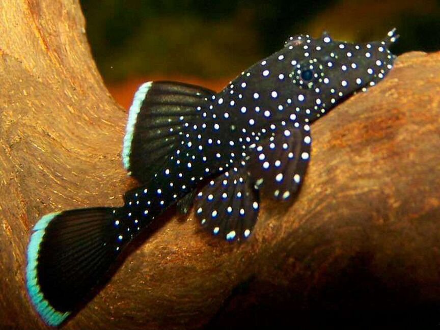 Анциструс 181; Гурами жемчужный(взрослые самки)