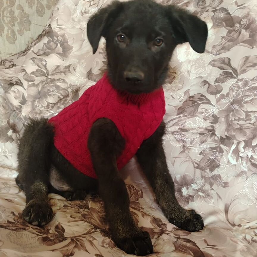 Филя 2,5 мес мальчик