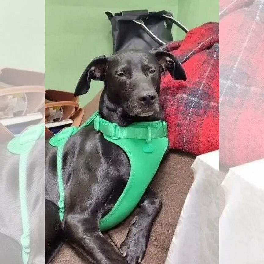 Взрослый пёс в добрые руки