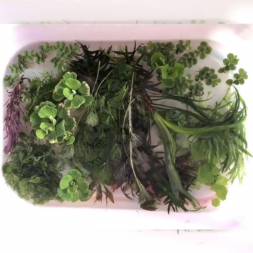 Аквариумные растения