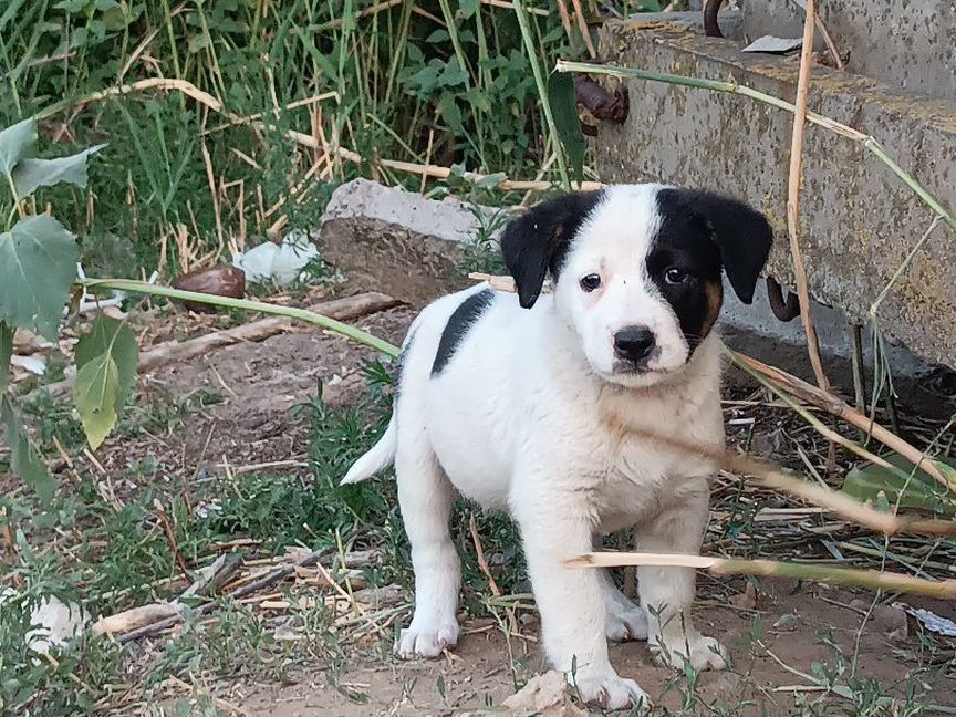 Красивый мальчик ищет дом