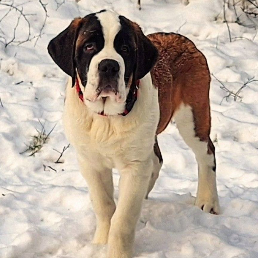 Сенбернар, щенок