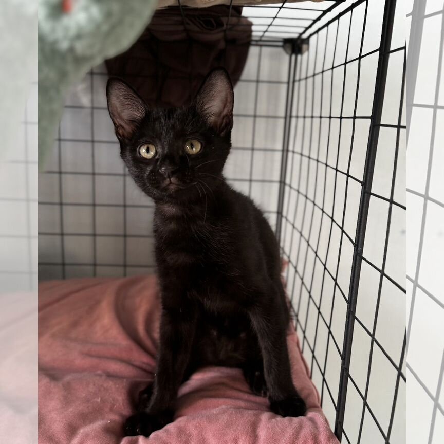 Бомбейский котёнок