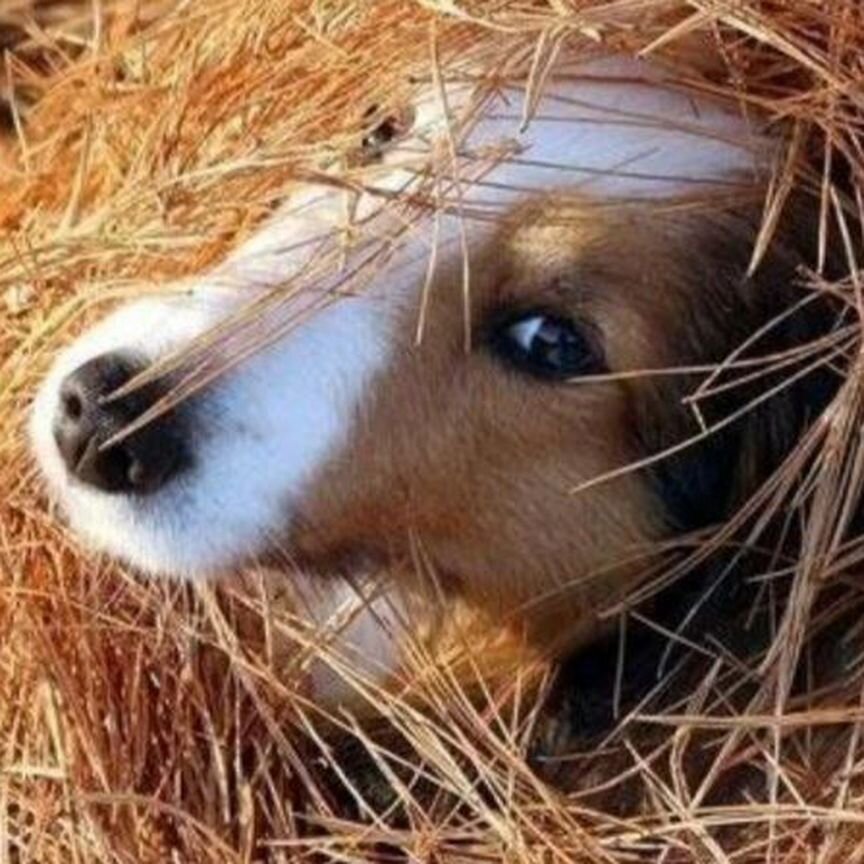 Продам солому в мешках