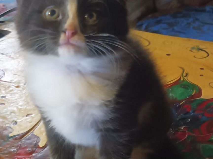 Котята отдам в добрые руки бесплатно