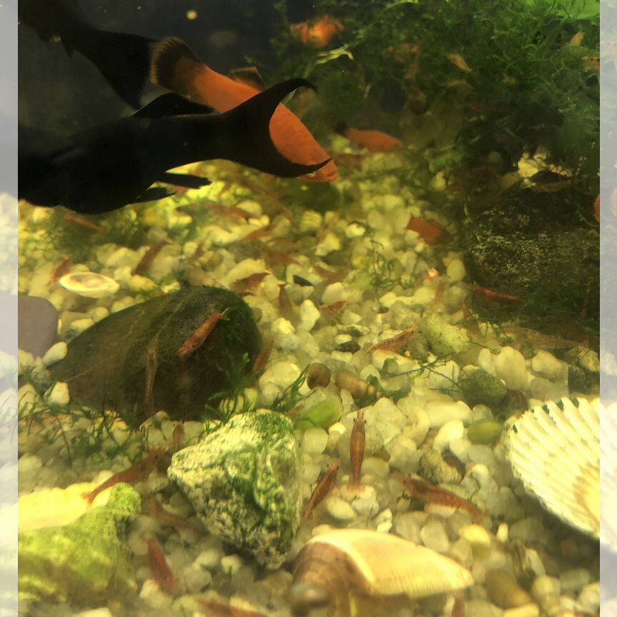 Аквариумные креветки «вишня»