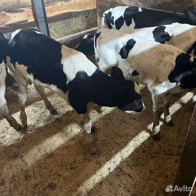 Откорм бычков на мясо