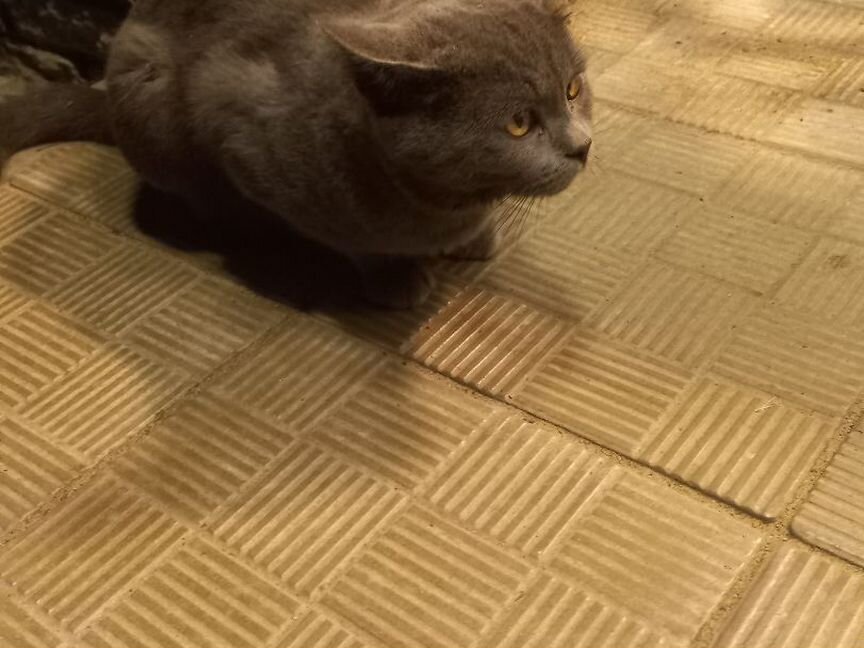 Кошка