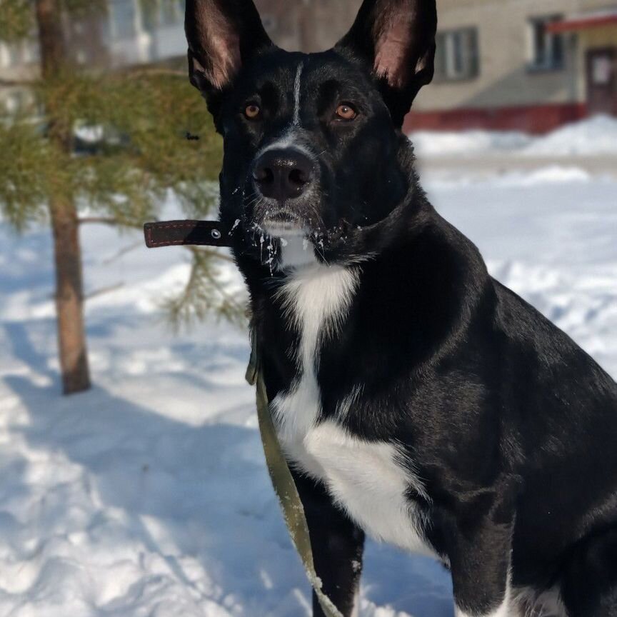 Собака в добрые руки