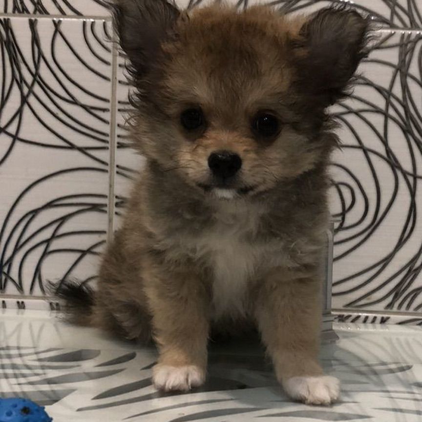 Немецкий шпиц, щенок