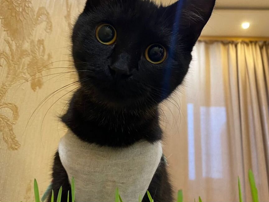 Кошка в дар, очень умная