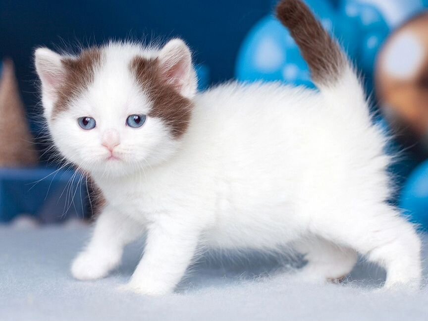 Британский мальчик с голубыми глазами