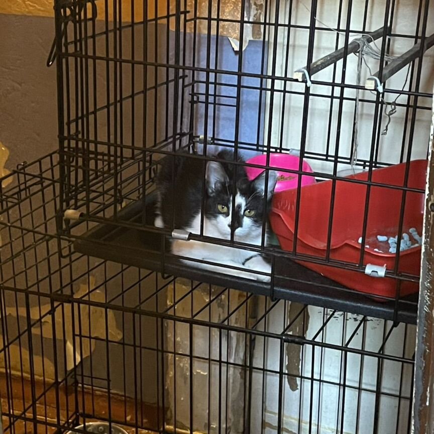 Котенок