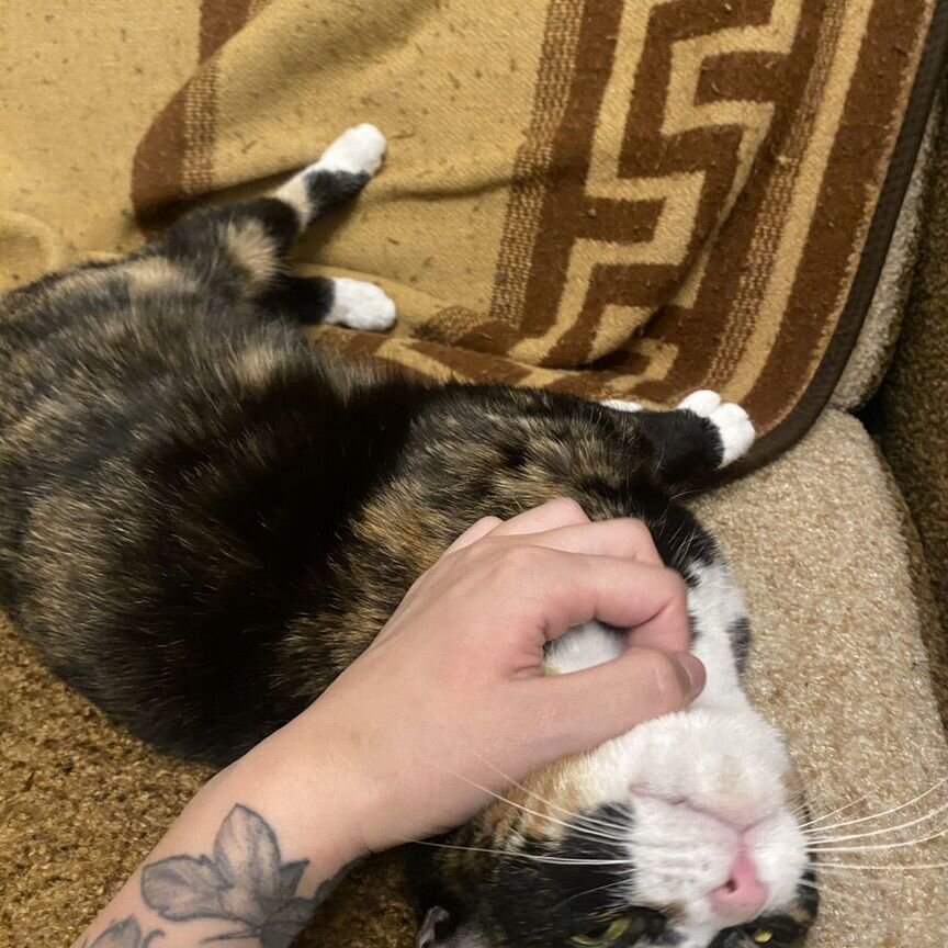 Кошка