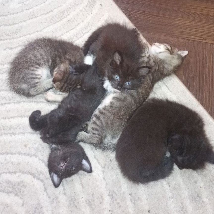 Котёнок в добрые руки