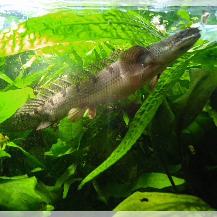 Продаю Полиптерусов