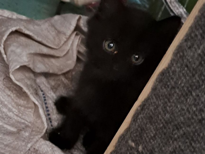 Котята найденыши