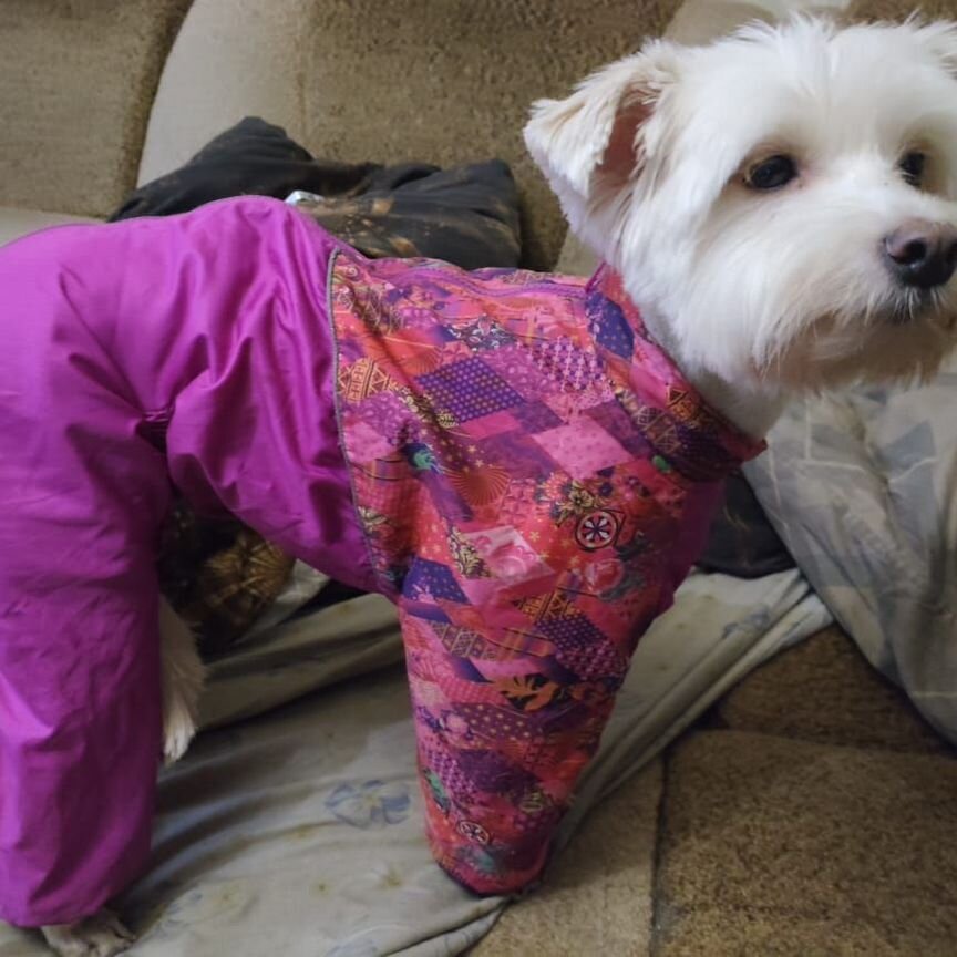 Болонка в добрые руки