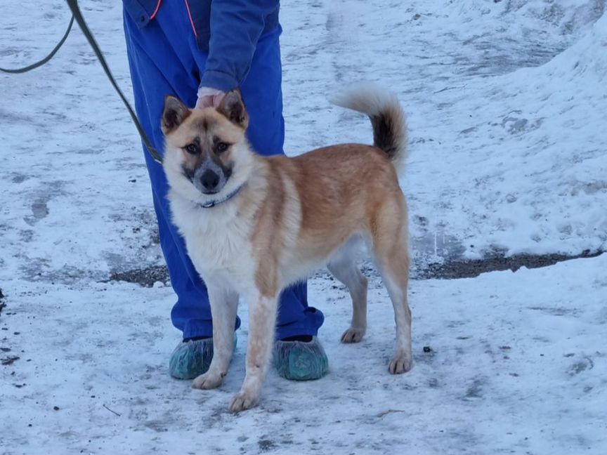 Пёсик ищет дом