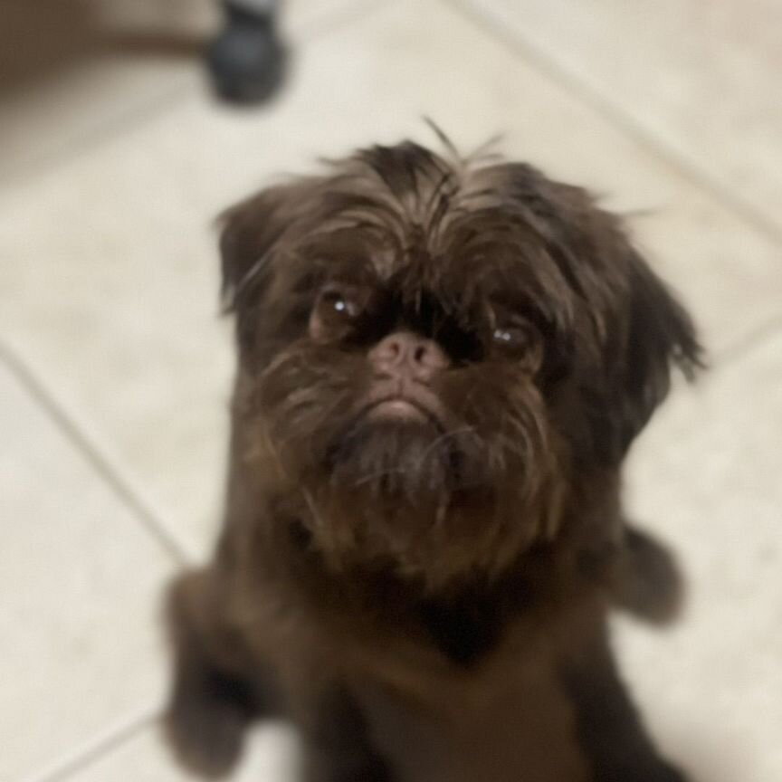 Щенки гриффона