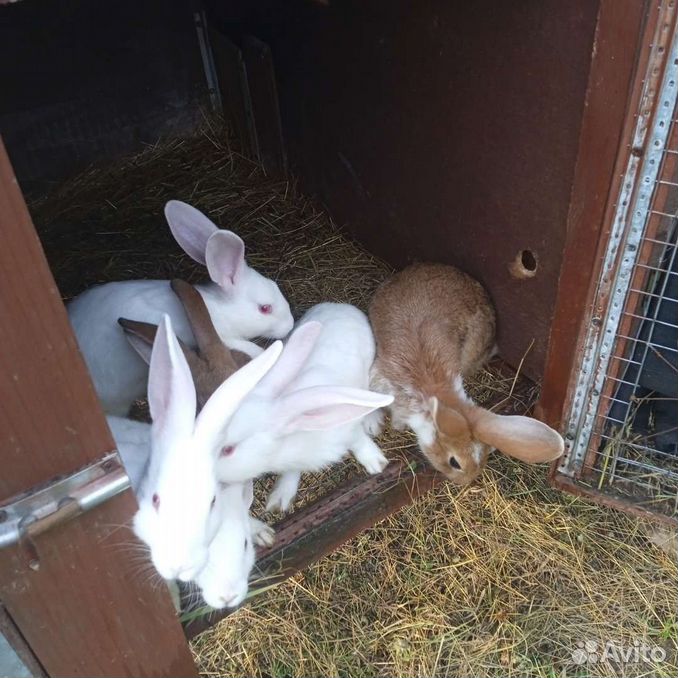 Кролики разных пород