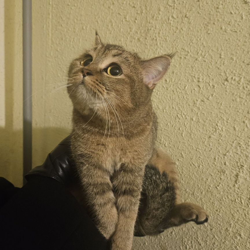 Кошечка Мара