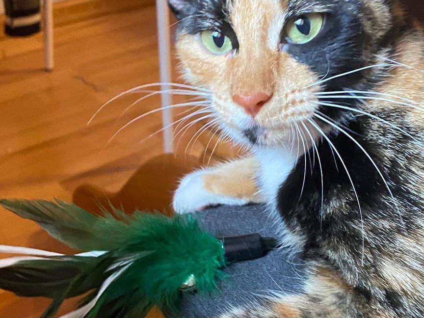 Кошка 1 год ищет дом. Стала никому не нужна